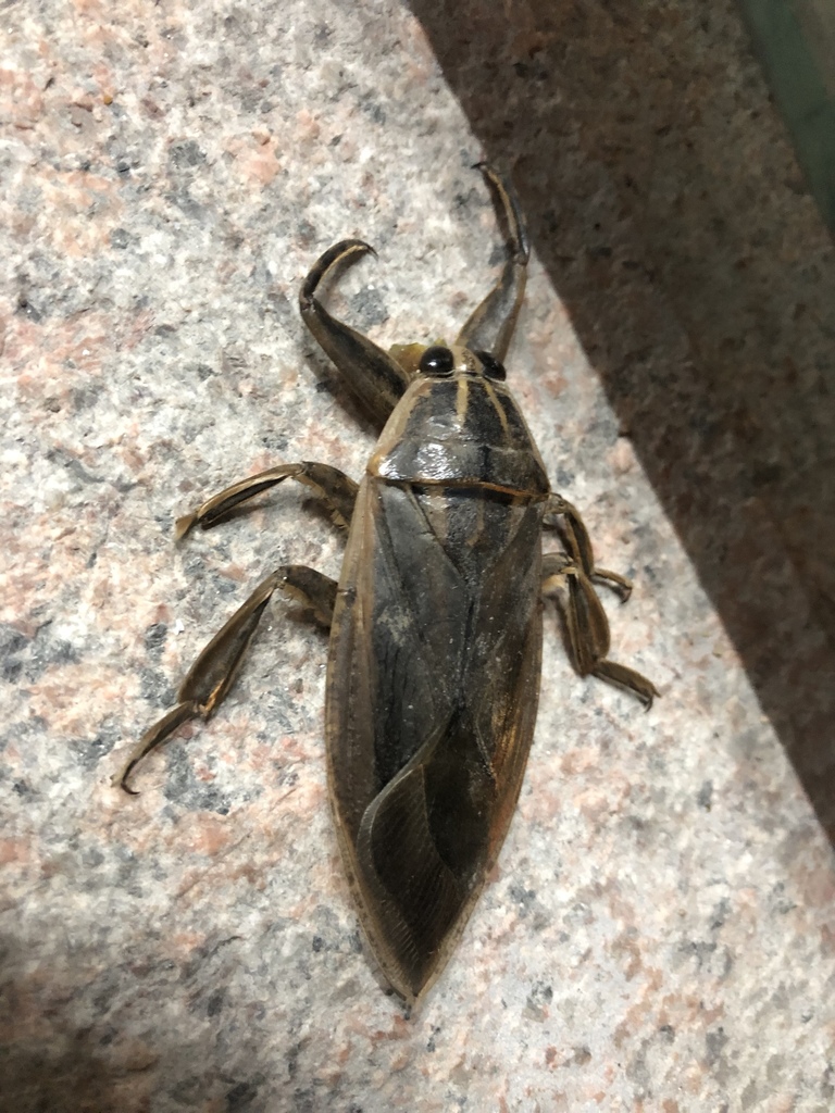 Asian Giant Water Bug from 府城, 海口市, 海南省, CN on November 24, 2019 at 04: ...