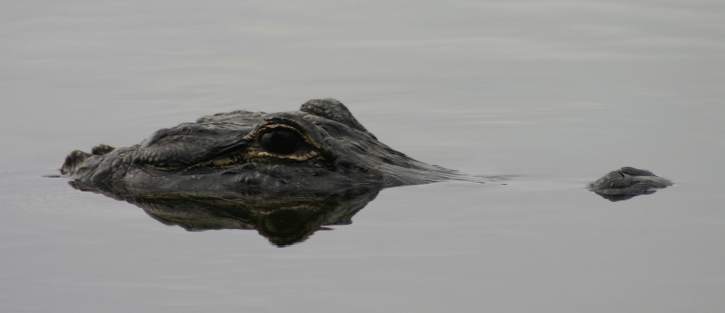 American Alligator from Homestead, FL 33030, USA on December 12, 2003 ...