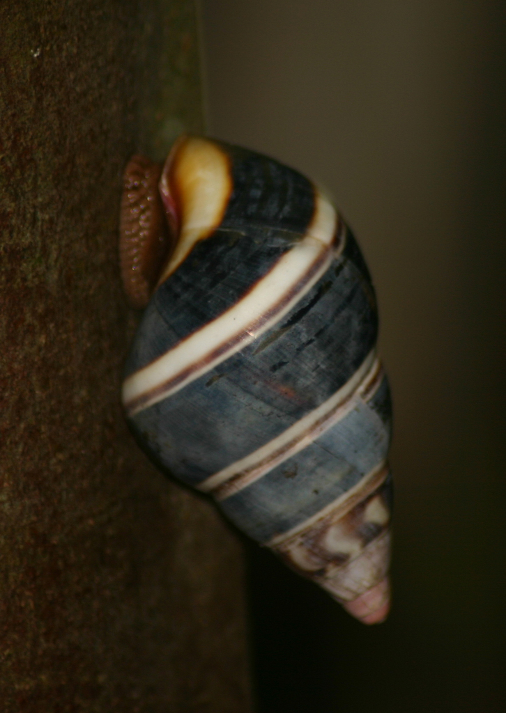 Florida Tree Snail from Miami-Dade County, FL, USA on December 12, 2003 ...