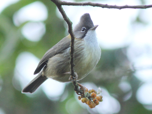 Subspecies Yuhina flavicollis rouxi · iNaturalist