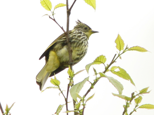 Subspecies Alcurus striatus paulus · iNaturalist