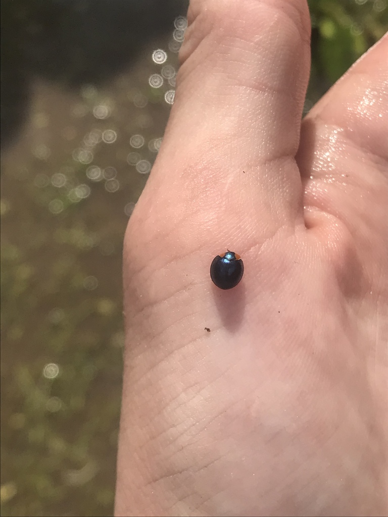 Metallic Blue Lady Beetle from Maui, Waikapū, HI, US on November 23 ...