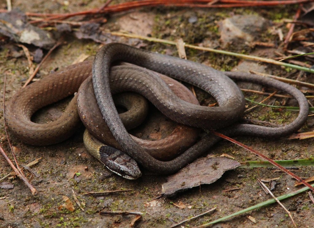 Collared Black-headed Snake from Den Ya Khat, Thailand on November 25 ...