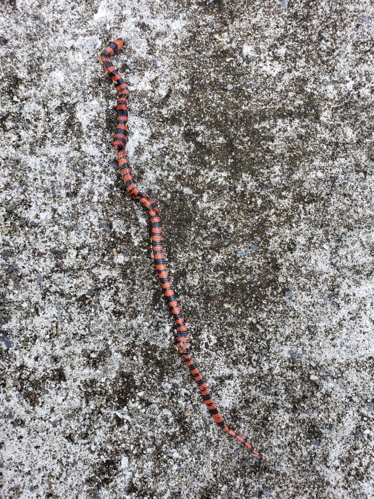 Roatán Coralsnake in November 2019 by Joel Amaya · iNaturalist