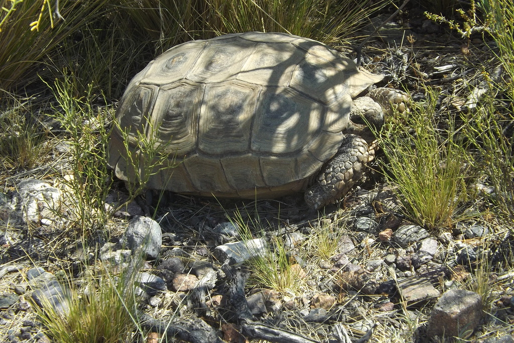 Chaco Tortoise in January 2018 by facundo ciperiani · iNaturalist