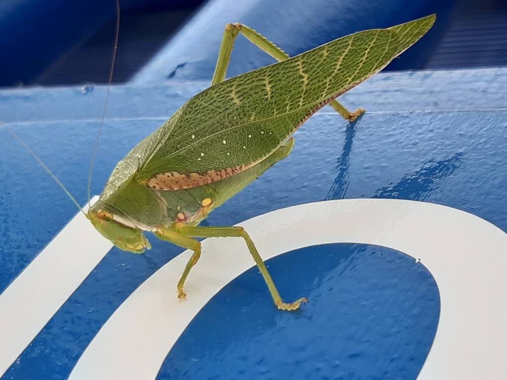 Philophyllia guttulata from Universidad Autonoma del Estado de Morelos ...
