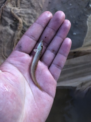 Genus Acantopsis · iNaturalist