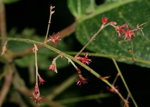 Acalypha platyphylla · iNaturalist
