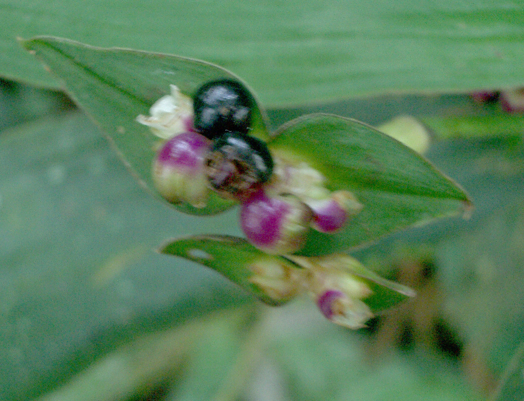 Cohitre Blanco from Darién Province, Panama on January 11, 2006 at 10: ...