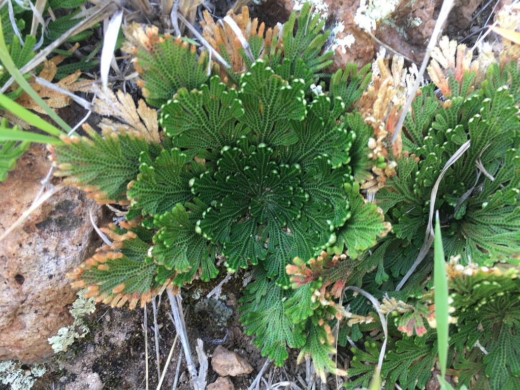 resurrection plant from Santa María del Río, S.L.P., MX on November 24 ...
