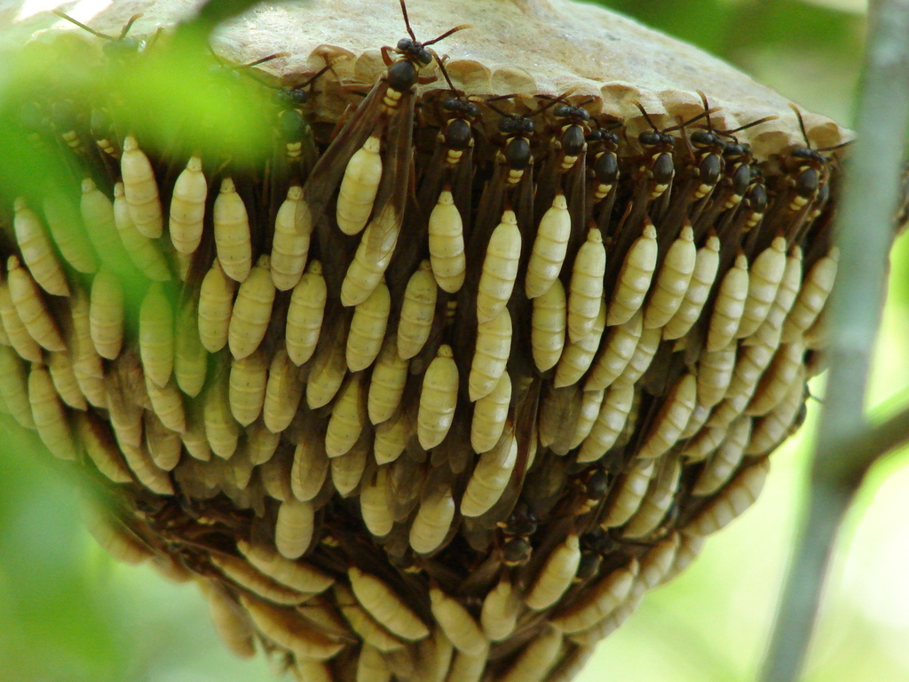Central American Paper Wasp from Área Natural Protegida El Balsamar on ...