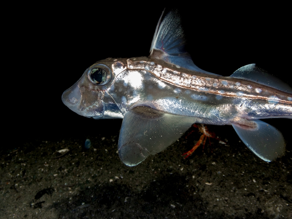 Spotted Ratfish from Lions Bay, BC, Canada on July 24, 2025 at 07:35 PM ...