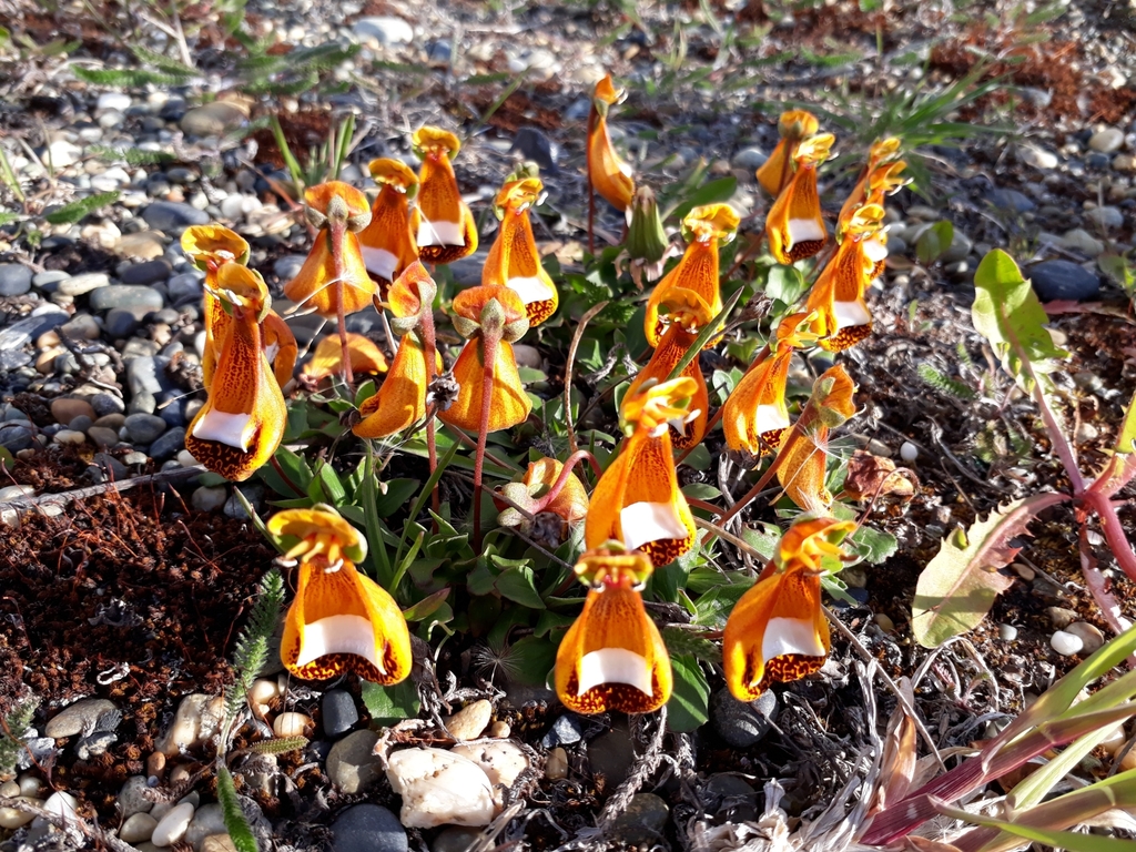 Darwin's Slipper from Río Grande, Tierra del Fuego, Argentina on ...