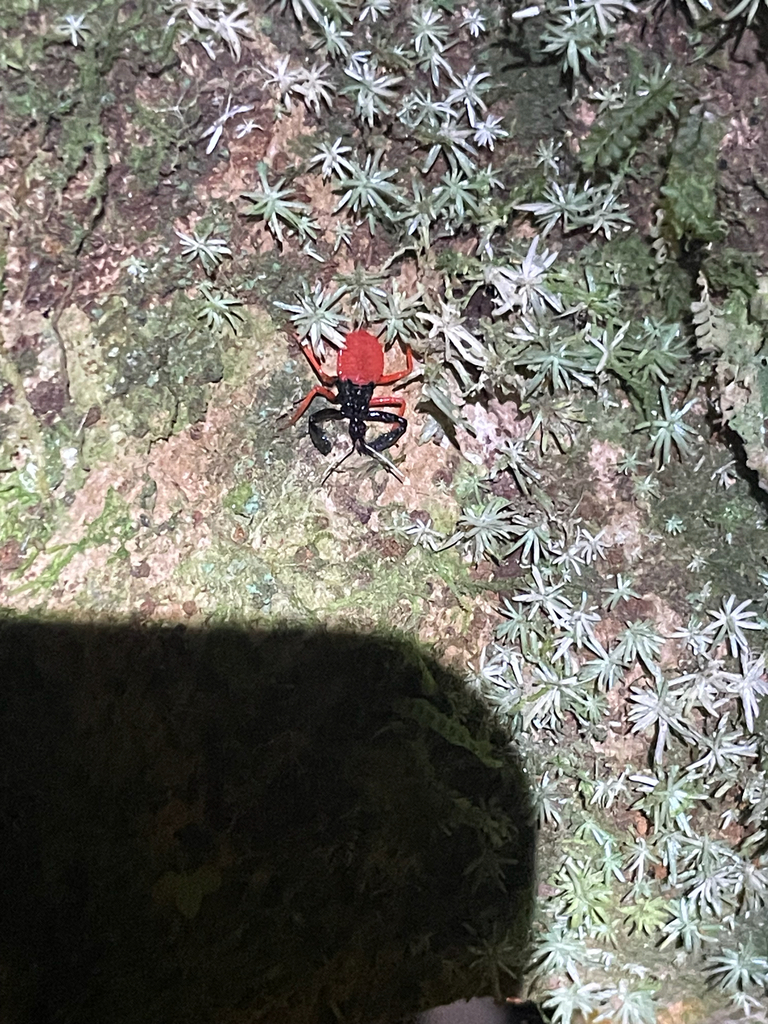 Calliclopius from Tiputini Biodiversity Station, OR, EC on September 15 ...