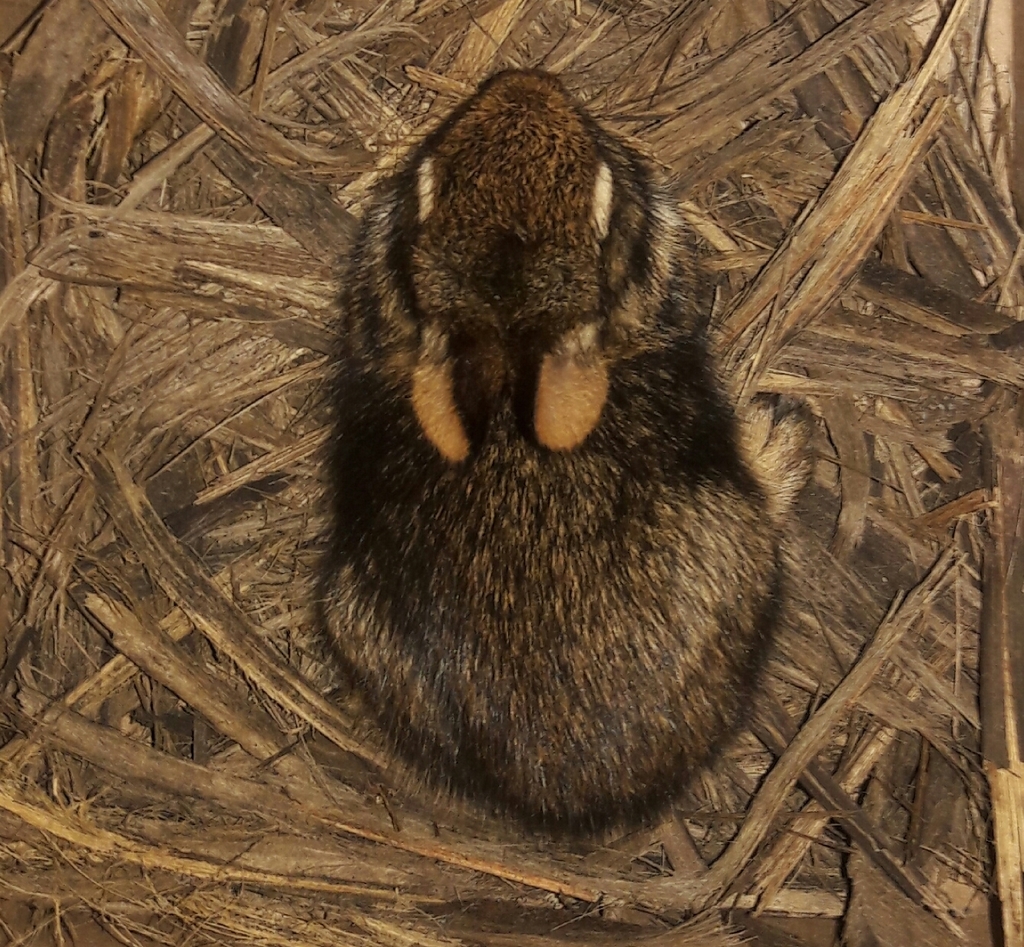 Common Tapeti from Luís Domingues - MA, 65290-000, Brasil on May 31 ...