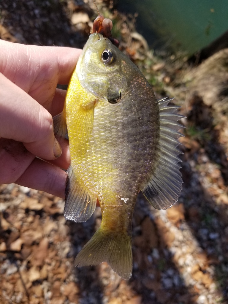 Bluegill from Christian County, MO, USA on November 25, 2019 at 02:12 ...