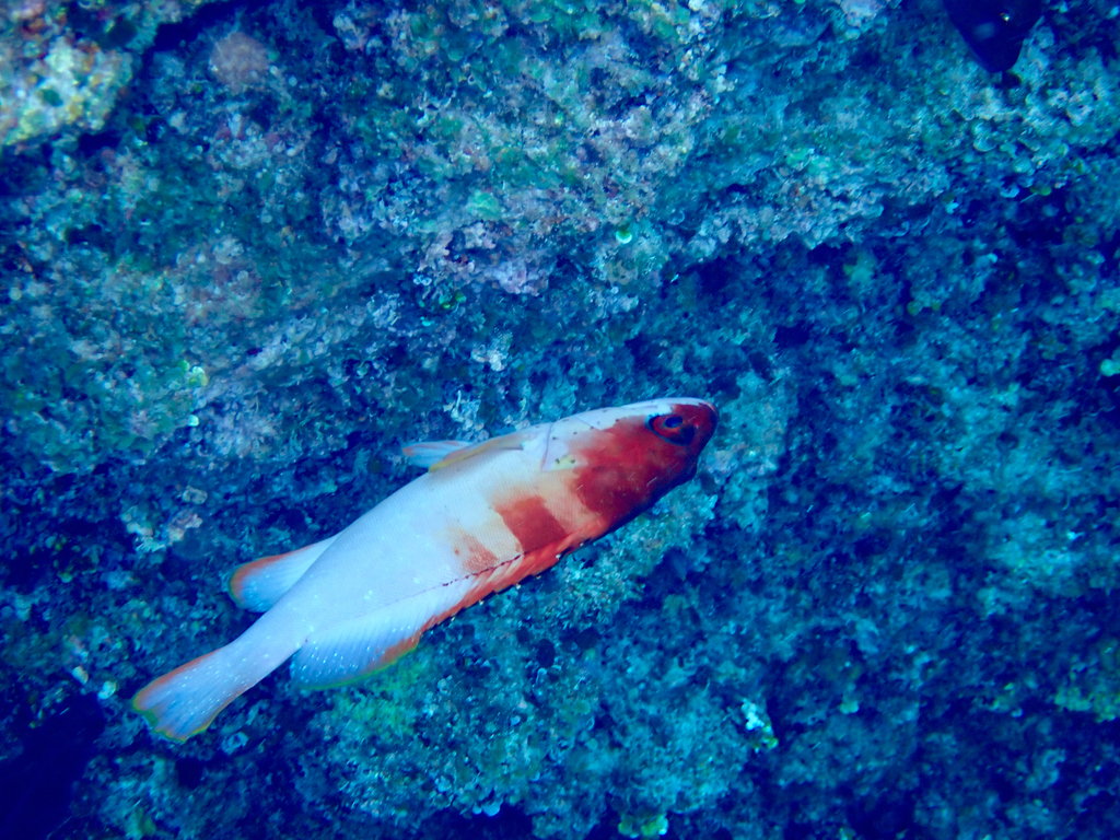 Blacktip Grouper from Pitcairn Islands, PN on September 15, 2025 at 10: ...