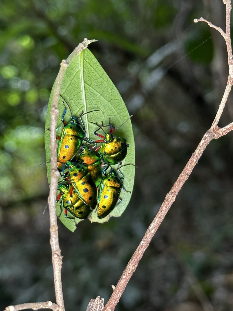 Calliphara excellens from 日本、沖縄県宮古島市上野 on November 20, 2023 at 02:12 PM ...