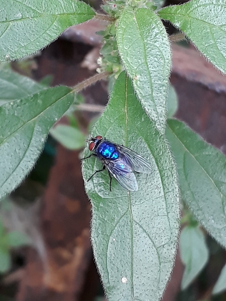 Greenbottle Flies from Unnamed Road, Buenos Aires, Argentina on ...