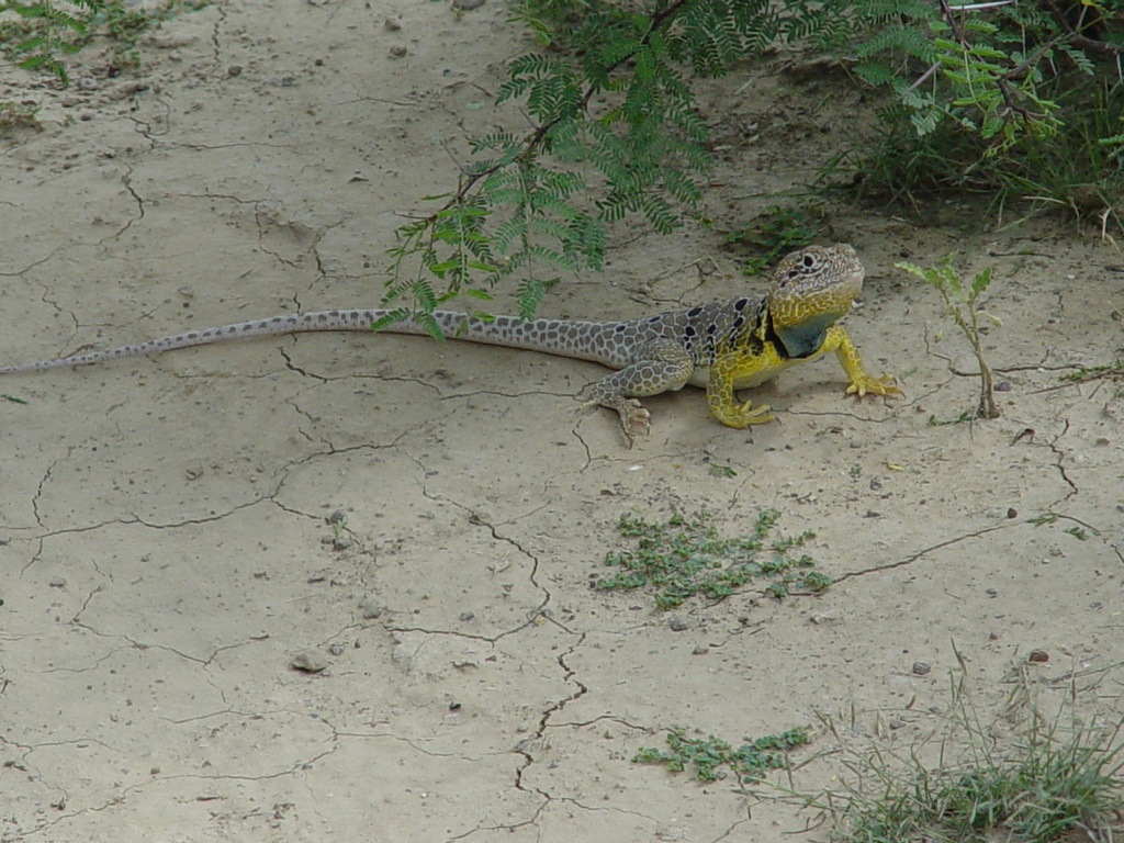 Reticulate Collared Lizard from Los Herreras, NL, MX on 12 May, 2004 at ...