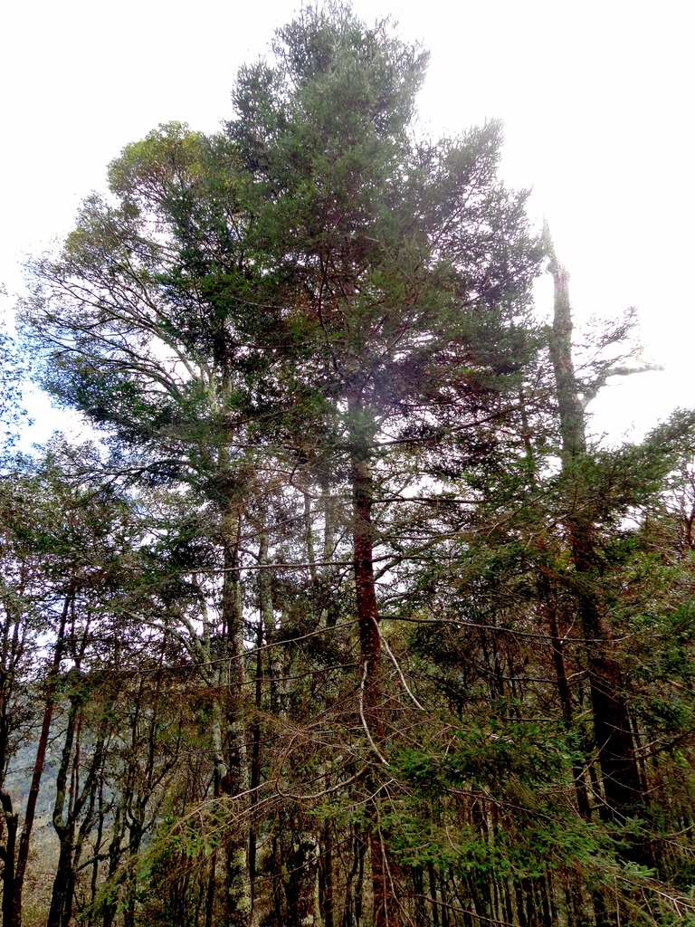 Vejar's fir from Aramberri, N.L., México on November 17, 2019 at 02:43 ...