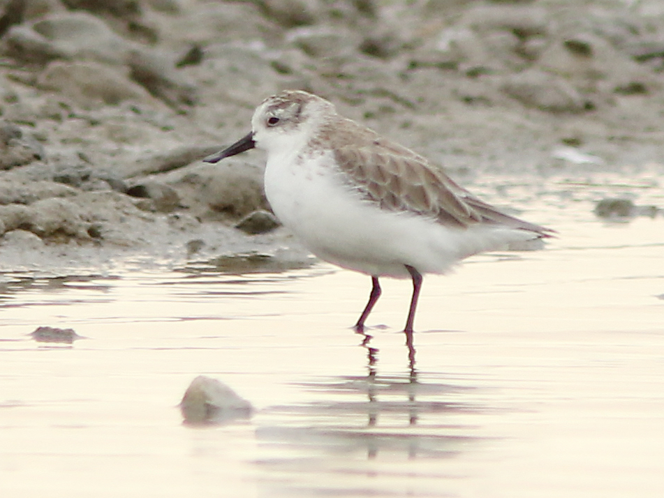 Spoon-billed Sandpiper in November 2012 by dbeadle. Spoon-billed ...