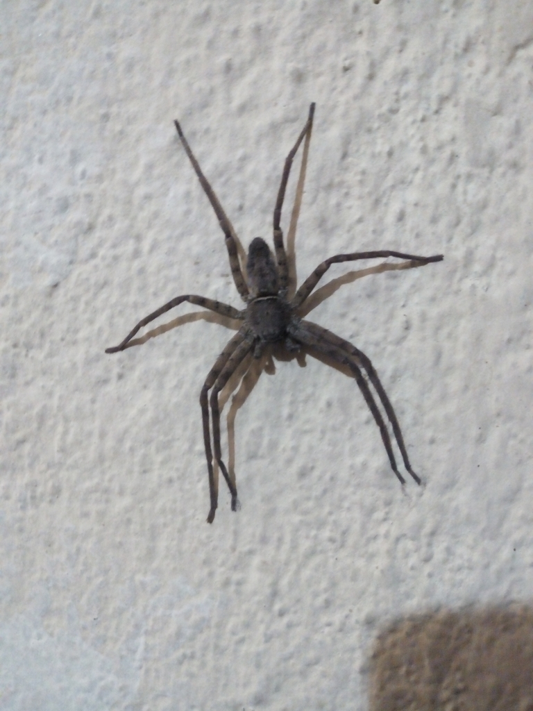 Pantropical Huntsman Spider from Zona 2 on August 19, 2018 at 01:09 PM ...