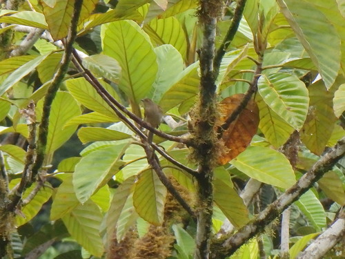 Cream-eyed Bulbul (Pycnonotus pseudosimplex) · iNaturalist