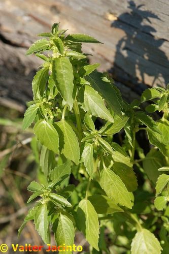 Mercurialis ambigua · iNaturalist