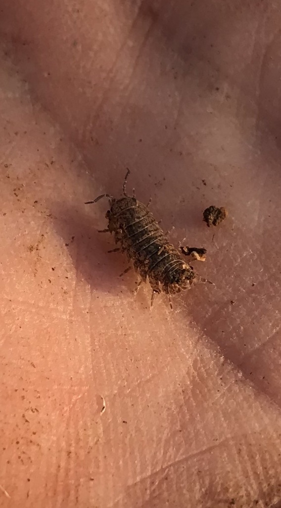 Pillbugs from Mkalless Street, Mt Lebanon, LB on November 26, 2019 at ...