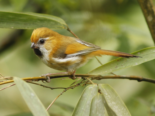 Golden Parrotbill (Suthora verreauxi) · iNaturalist United Kingdom