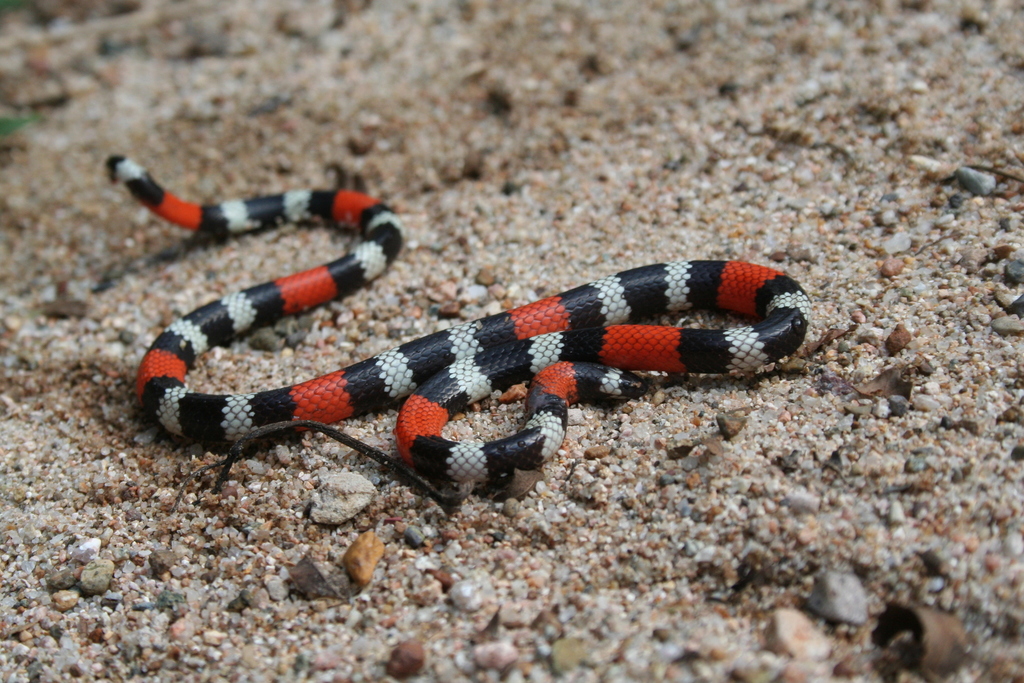 Micrurus dissoleucus melanogenys from Sendero de los Cactus, Cerrejon ...