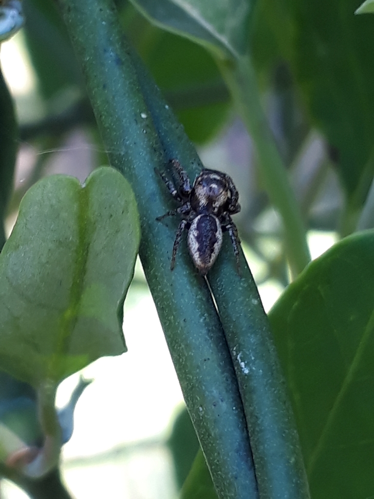 Dendryphantina from Gral Pueyrredón, Buenos Aires, Argentina on ...