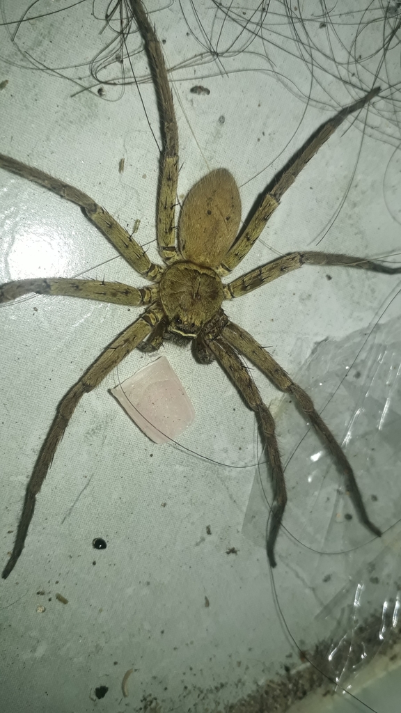 Pantropical Huntsman Spider from Aguazul, Casanare, Colombia on ...