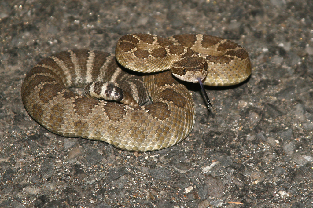 Northern Pacific Rattlesnake from Lincoln County, WA, USA on June 17 ...