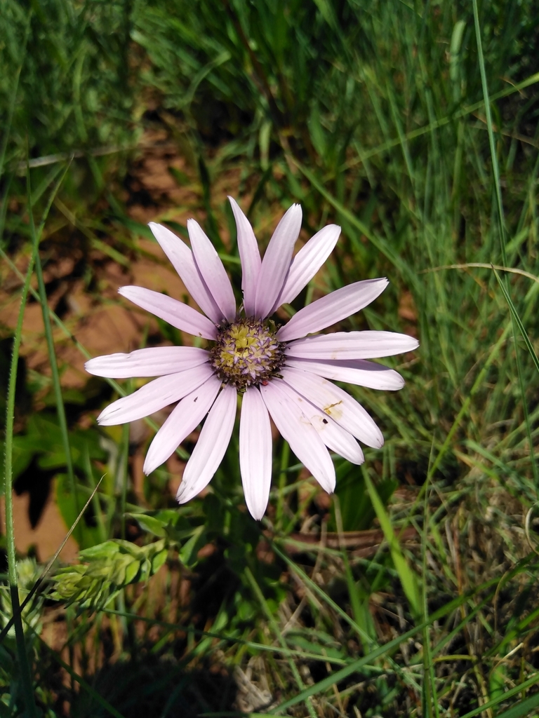 Showy Rain Daisy from City of Tshwane, ZA-GT, ZA on November 27, 2019 ...