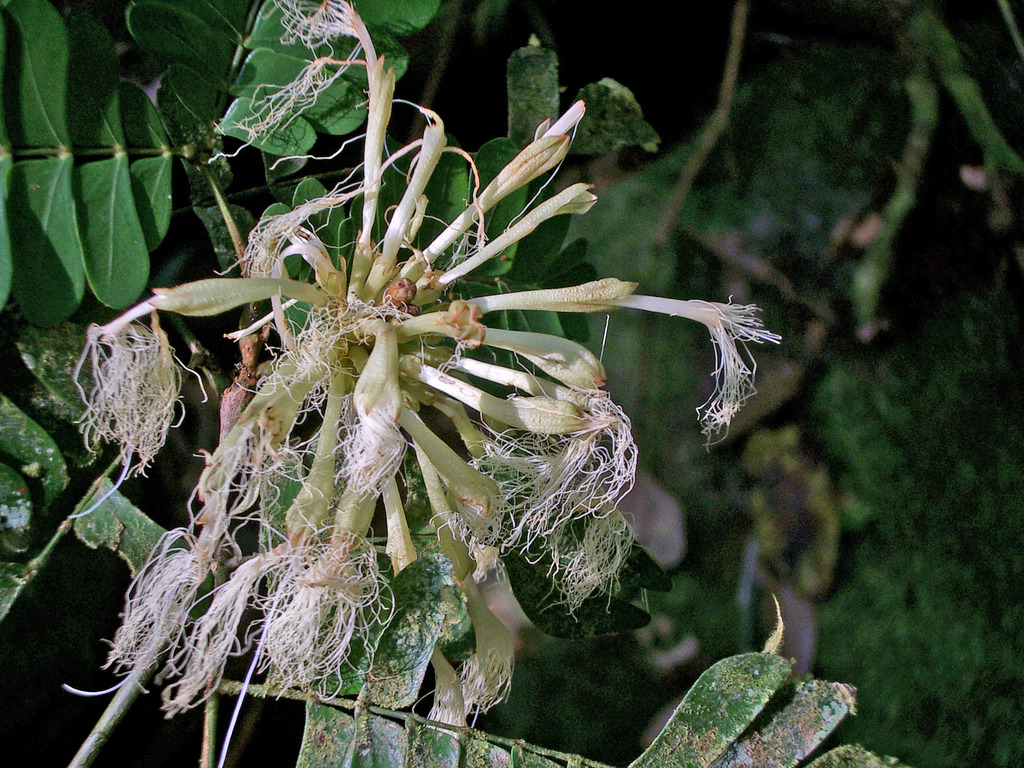 Macrosamanea from Balbina, AMazonas, Brazil on October 31, 2006 at 08: ...