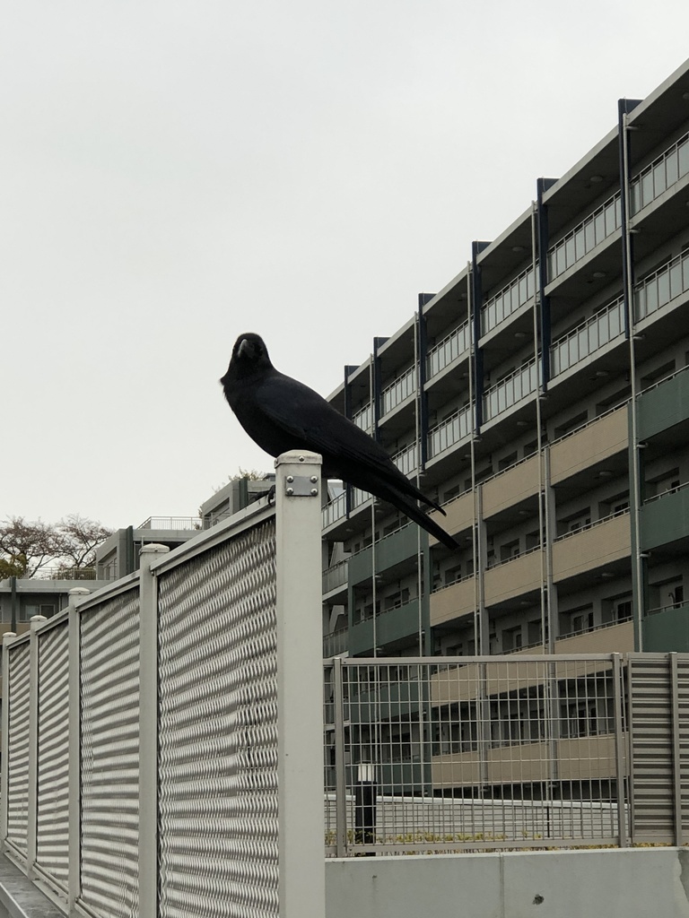 Crows and Ravens from 川崎街道, 多摩市, 東京都, JP on November 28, 2019 at 08:08 ...