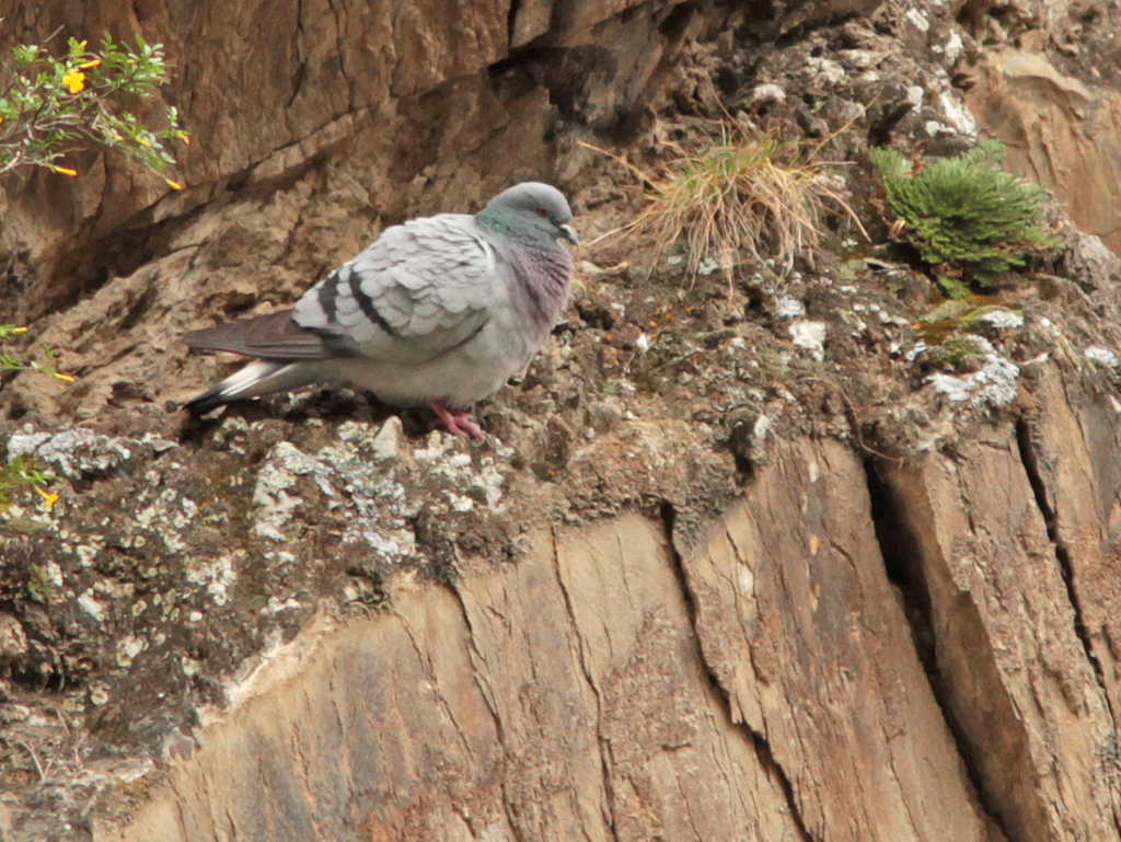 Hill Pigeon from Worixiang, Sichuan Province, China on May 25, 2017 at ...