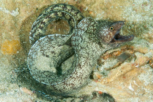 Kidako Moray (Gymnothorax kidako) · iNaturalist