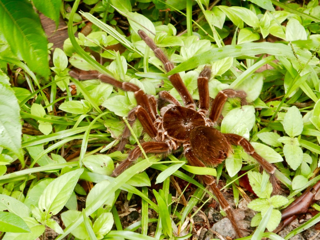 Goliath Birdeater in April 2019 by Laurent Leclercq · iNaturalist