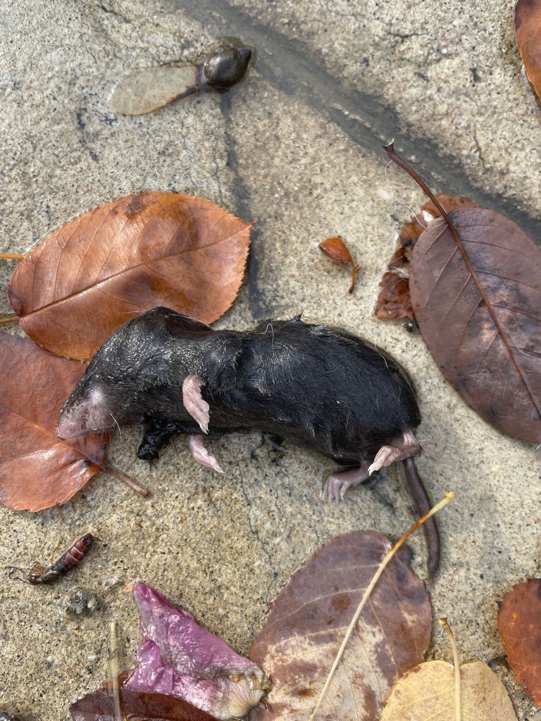 Northern Short-tailed Shrew from Orillia, ON, Canada on September 22 ...