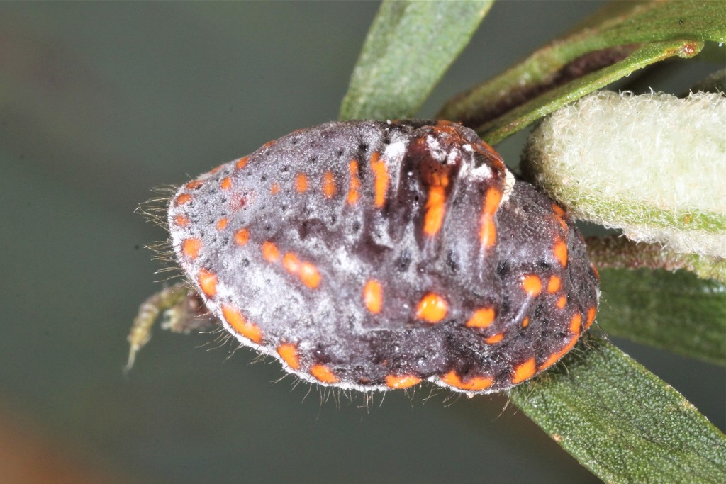 Giant Scale Insects from Whroo VIC 3612, Australia on November 28, 2019 ...