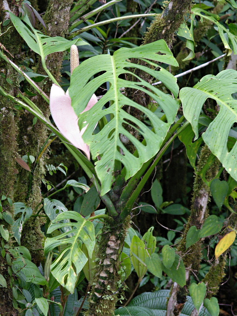 Monstera oreophila from Selvatura, Monteverde, Costa Rica on April 5 ...