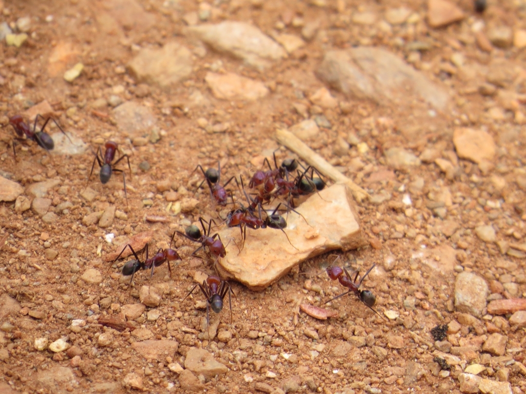 Southern Meat Ant from Sandover, AU-NT, AU on November 28, 2019 at 01: ...
