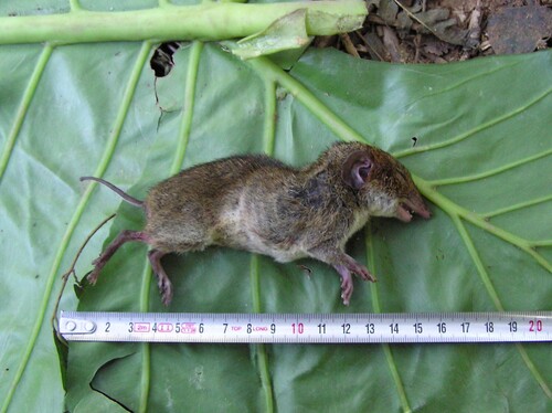 Hainan Gymnure (Neohylomys hainanensis) · iNaturalist
