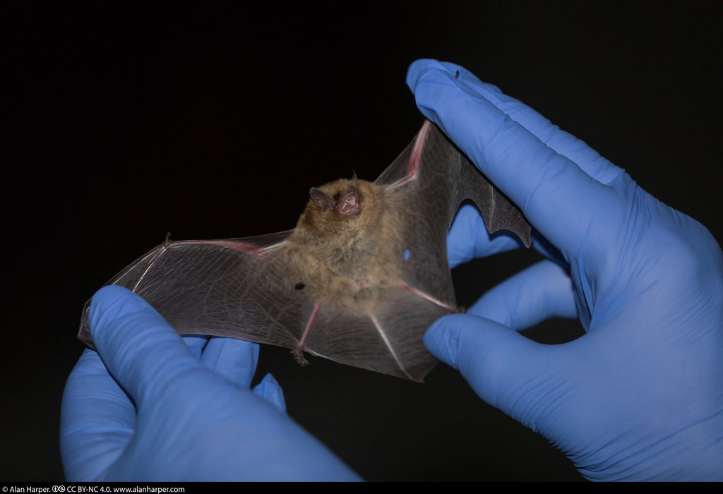 Long-legged Myotis from San Quintin Airport, Baja California, Mexico on ...