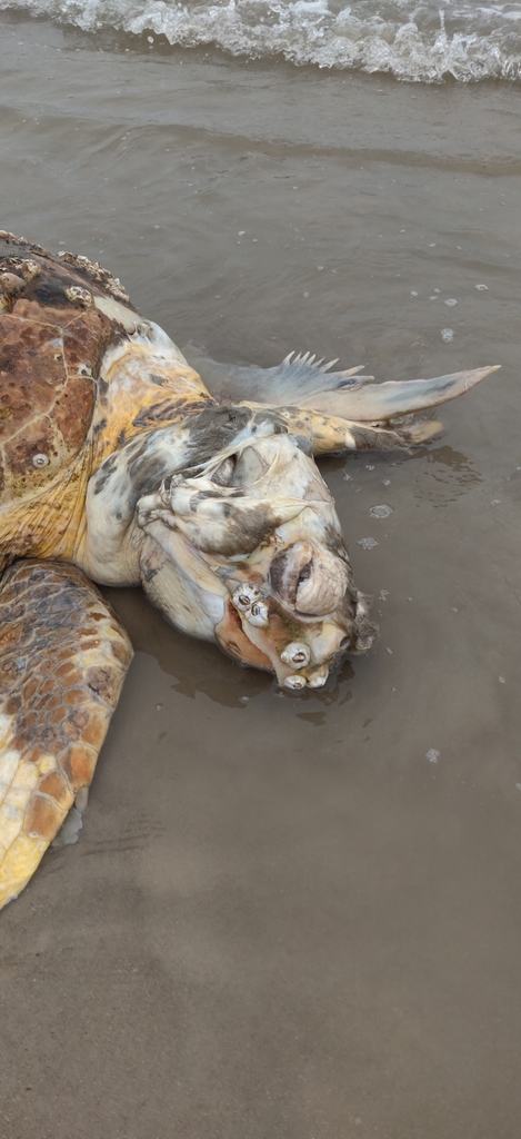 Loggerhead Sea Turtle in November 2019 by Jon DiVito. Dead on beach at ...