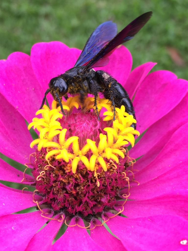 Blue Flower Wasp from Province du nord, PG on November 28, 2019 at 01: ...