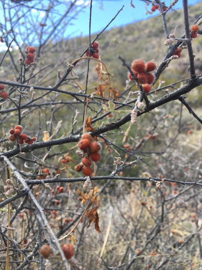 little leaf sumac from Brewster County, TX, USA on November 25, 2019 at ...